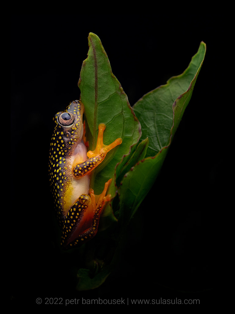 Starry Night Reed Frog by Petr Bambousek / 500px