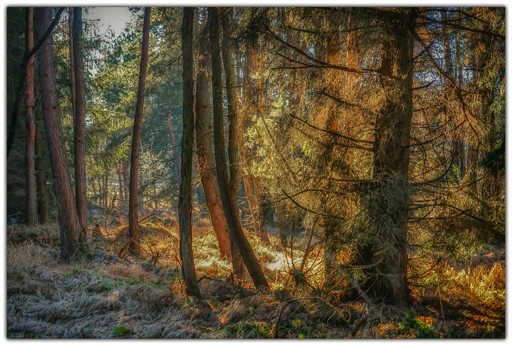 Trees in forest during autumn by Hartmut Demmig / 500px