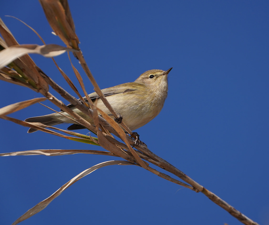 passerotto by Roberto Riservato / 500px