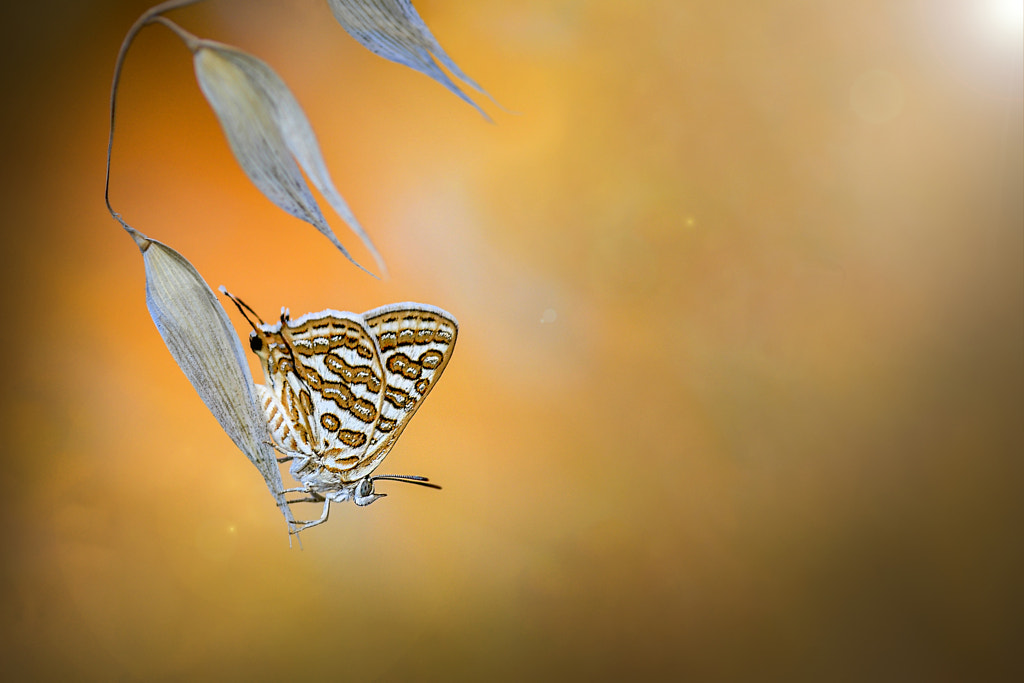 Close-up of Tawny Silverline on plant by Mustafa Öztürk / 500px