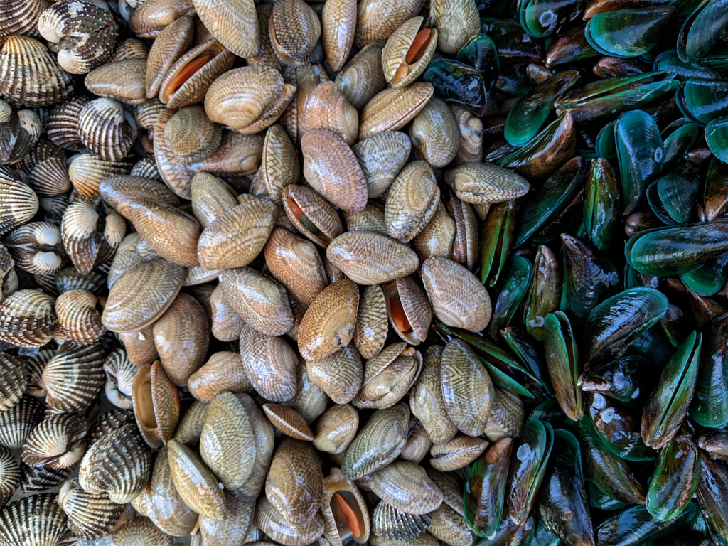 shellfish textures Thailand by Robert Coy / 500px