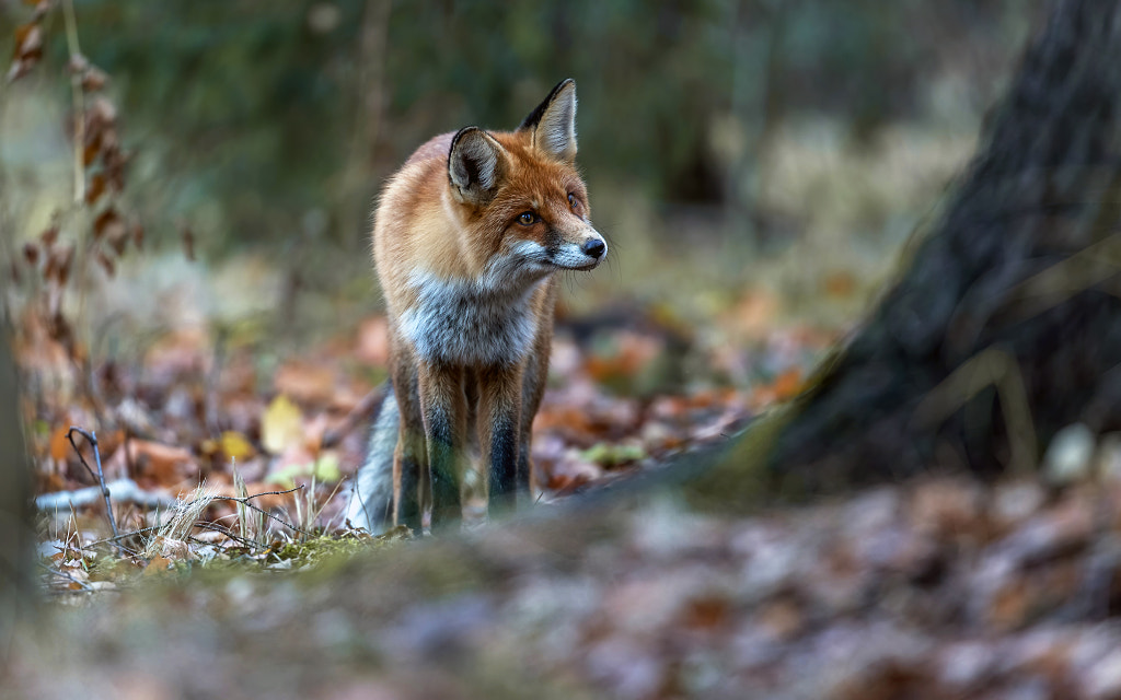 Red fox. by Viсtor Dubinkin / 500px