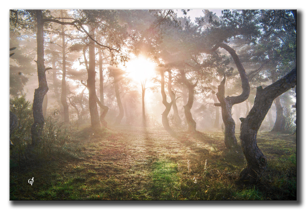 The bewitched forest by david vincent / 500px