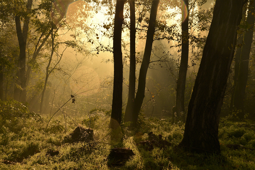 Good light by Carlotta Ricci / 500px