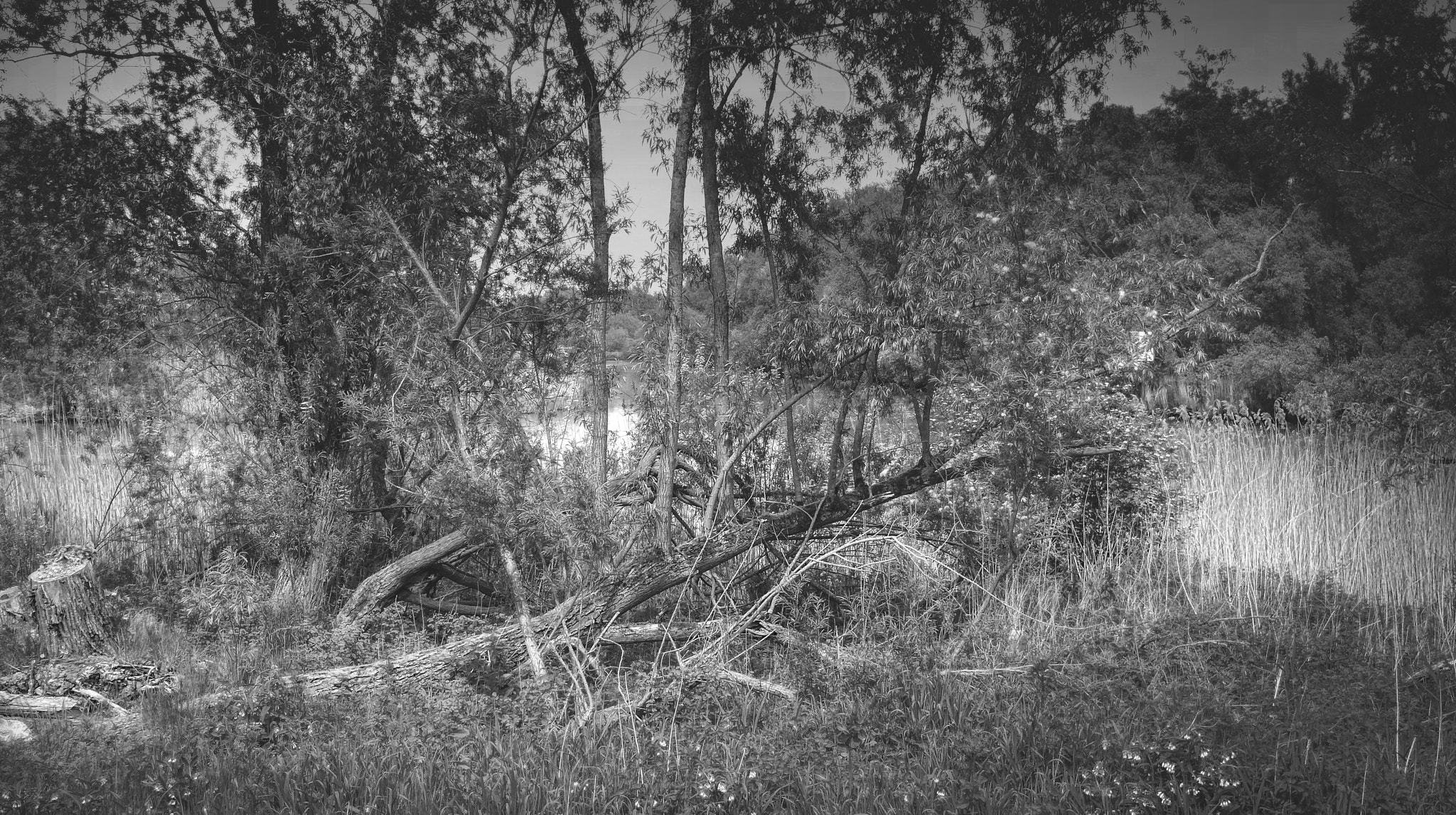Full frame shot of trees in forest by Bert Seinstra / 500px