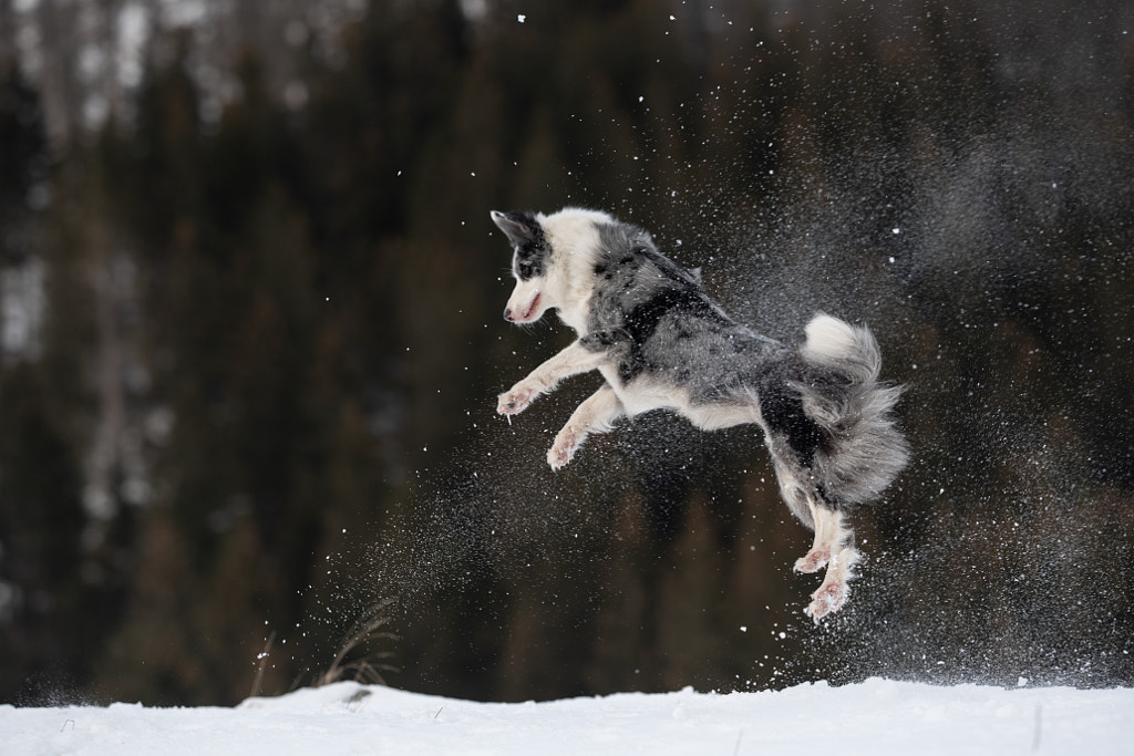 Side view of dog running on snow covered field by Iza Łysoń / 500px