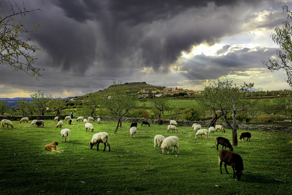 woman tending sheep by Cristian Montero / 500px