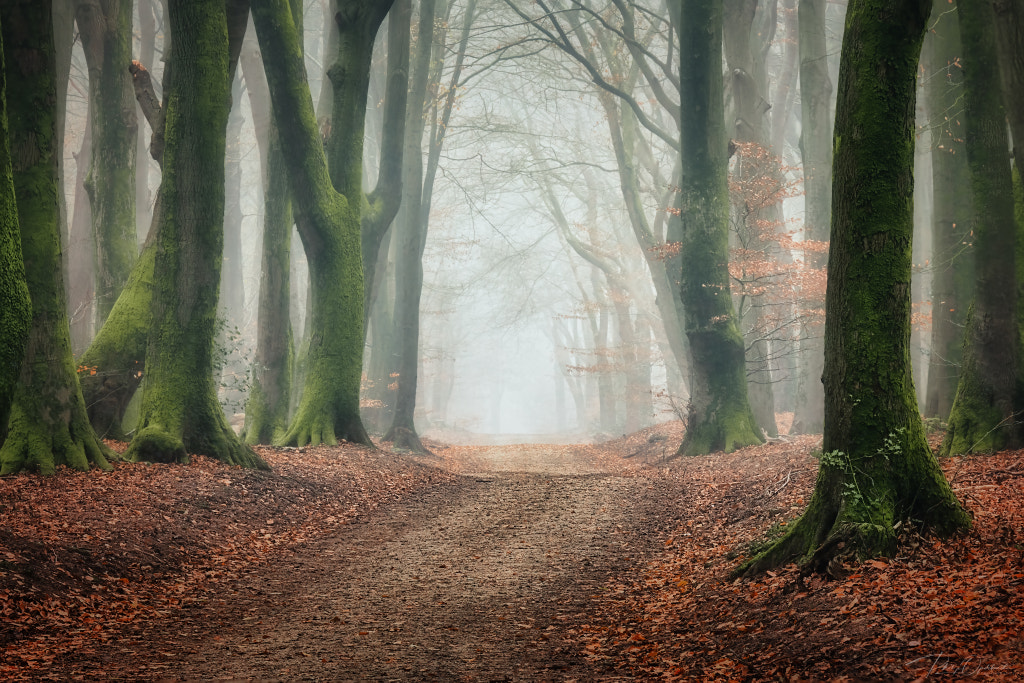 Foggy Forest Road by Philip Opdebeeck / 500px