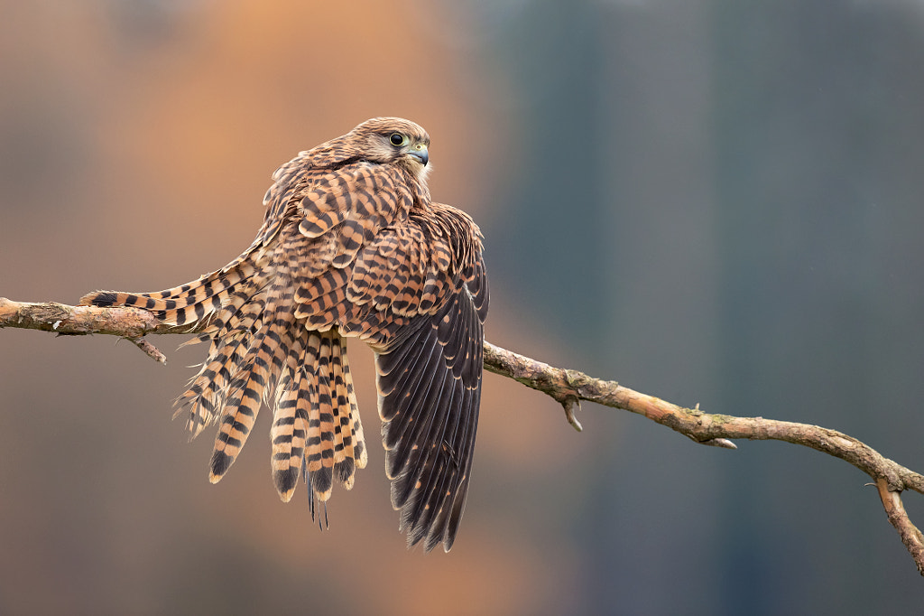 Common kestrel by Milan Zygmunt / 500px