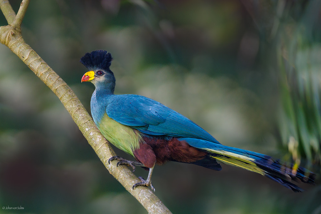 Great Blue Turaco by Johan Von Solms / 500px