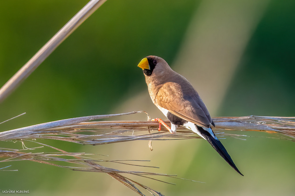 masked finch by Ulrike Kachel / 500px