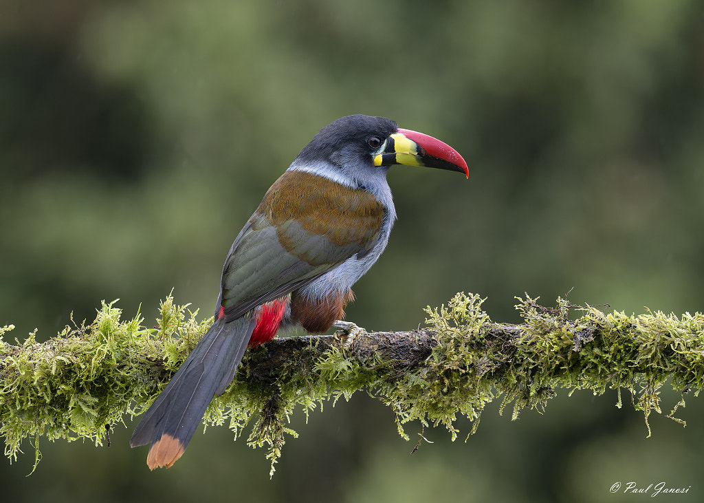 Gray-breasted Mountain-Toucan by Paul Janosi / 500px