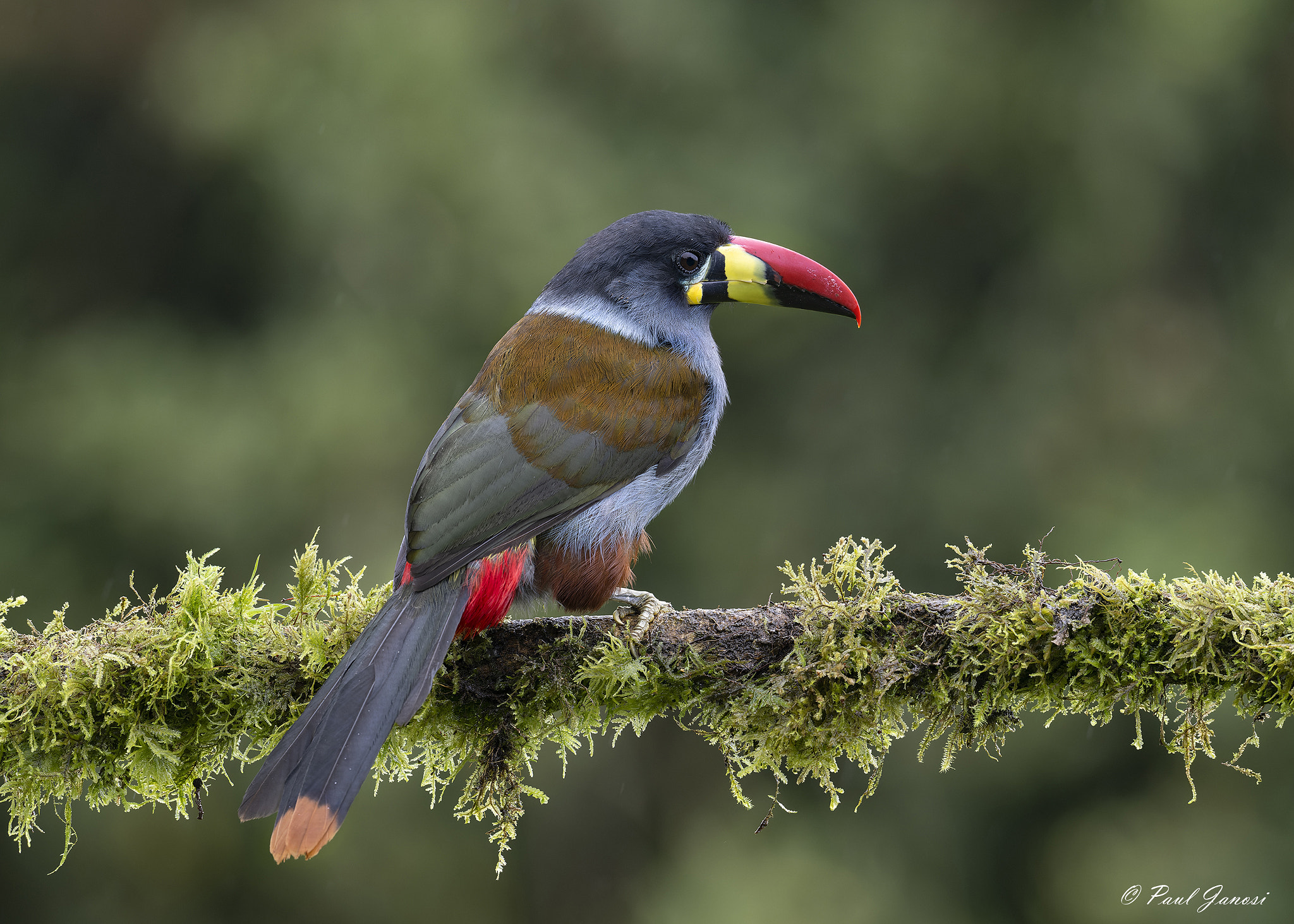 Gray-breasted Mountain-Toucan by Paul Janosi / 500px
