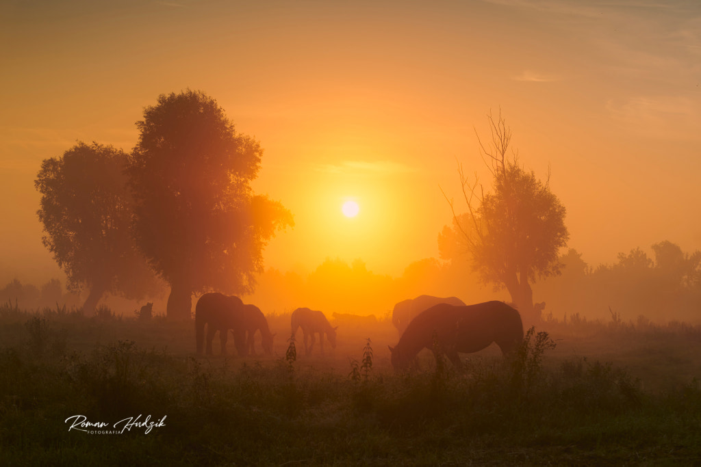 Foggy morning. by Roman Hudzik / 500px