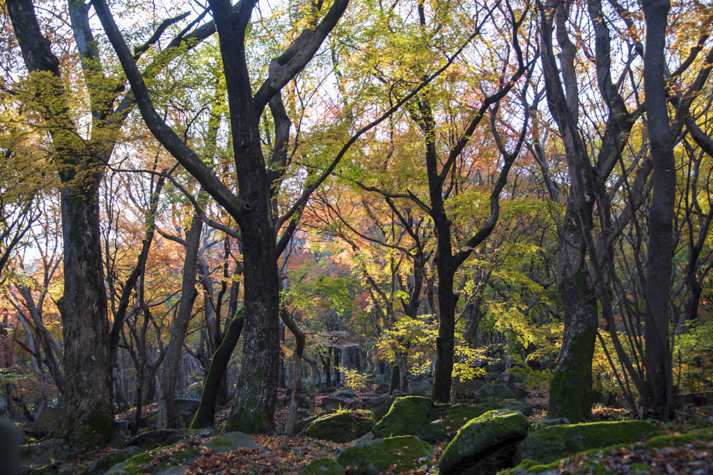 Autumn Forest by Jaeyul Lim / 500px