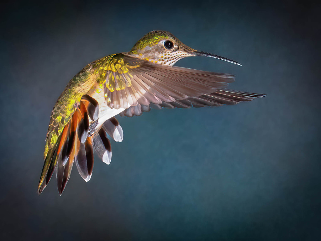 Broad TailedHummingbird by David Goodell / 500px