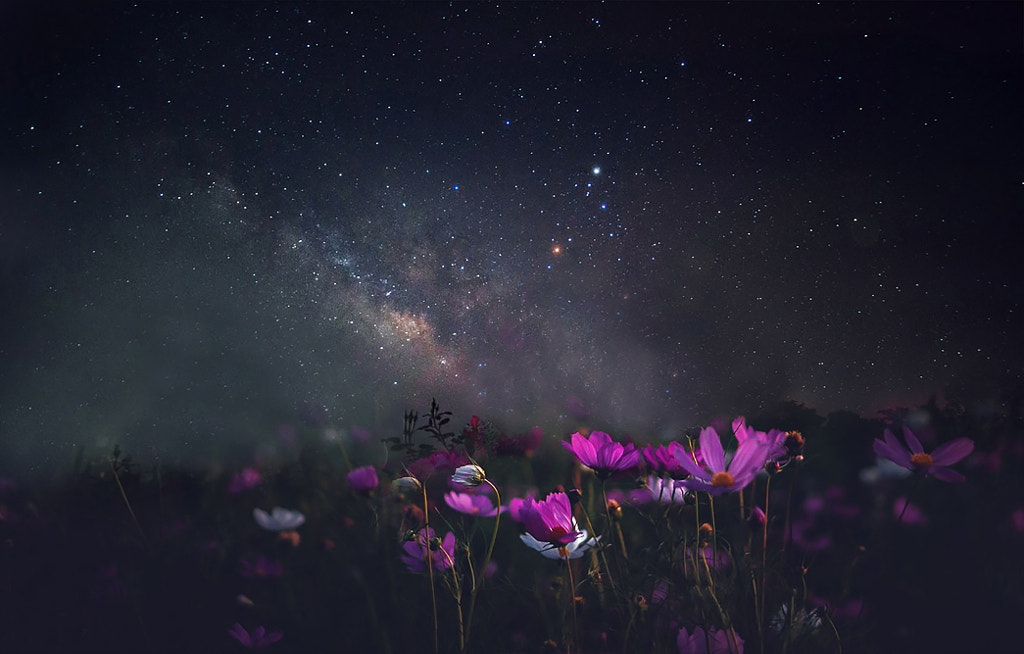 Milky way is guest of the flowers by Samal Tofik / 500px