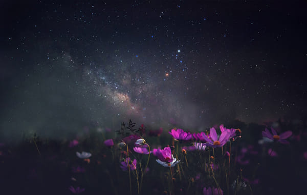 Milky Way Over Cosmos Flowers at Night | nature photo by Samal Tofiq ...