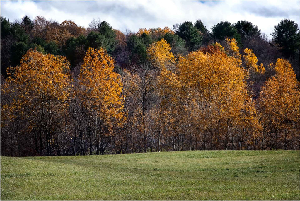 Late sun catching late leaves by Gordon Sheret / 500px