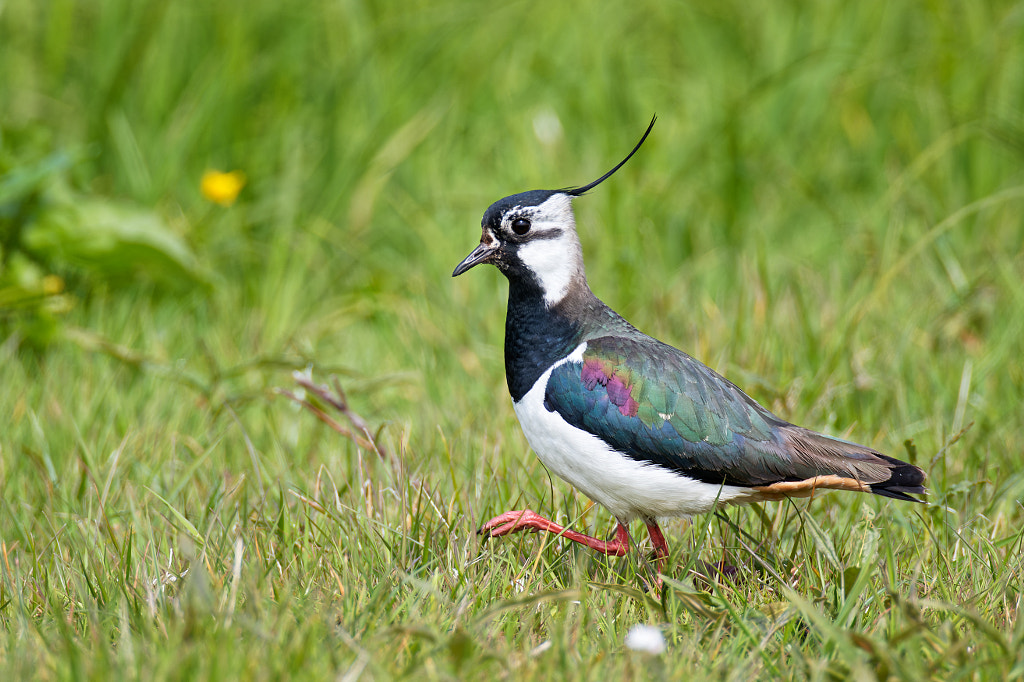 Lapwing by Jürgen Daum / 500px