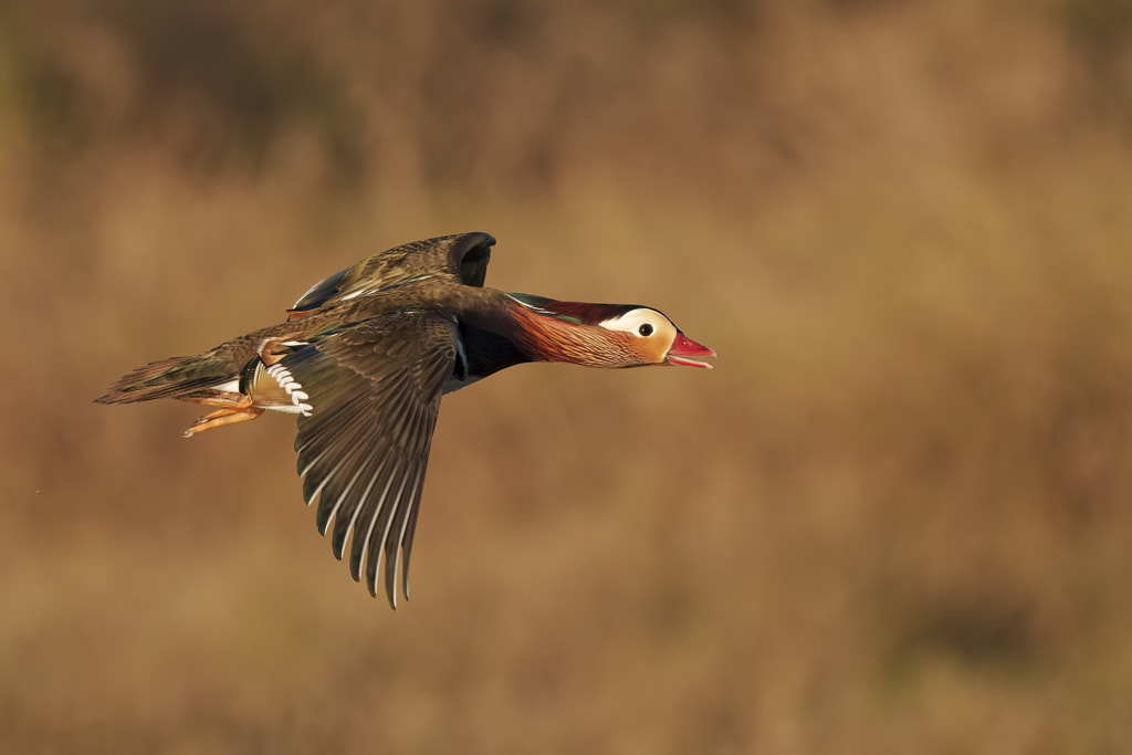 Mandarin Duck at sunset by Riccardo Portigliatti / 500px