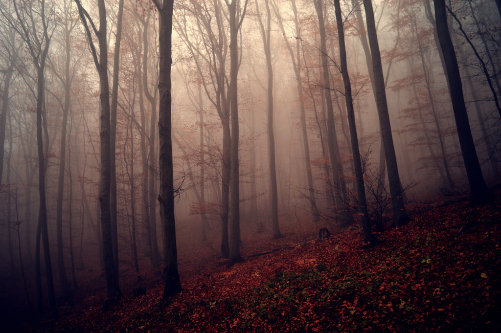 forest by Mirjana / 500px
