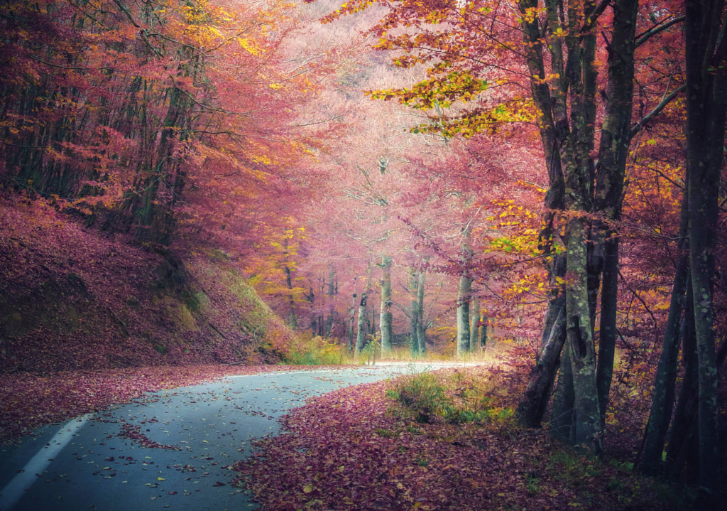 Colors of the forest.. by Makis Bitos / 500px