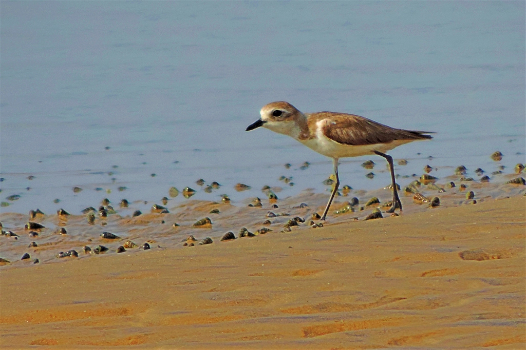 Lesser sand plover by Sudip Mitra / 500px