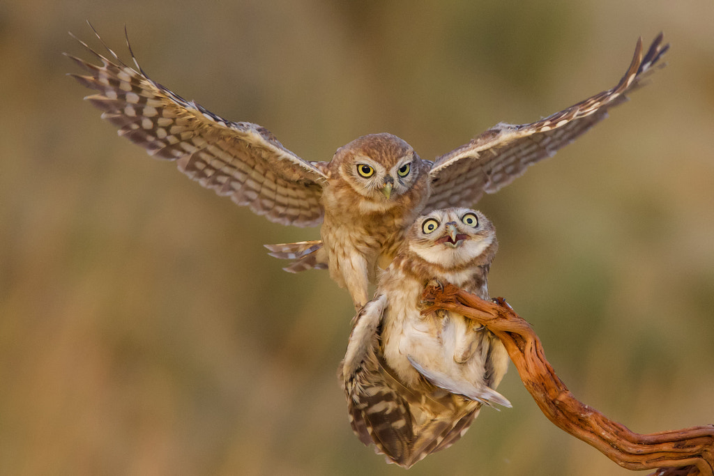 Close-up of owl hunting by David Manusevitch / 500px