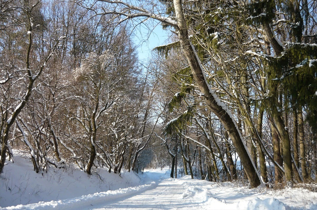 Forest path... by Ellen M / 500px