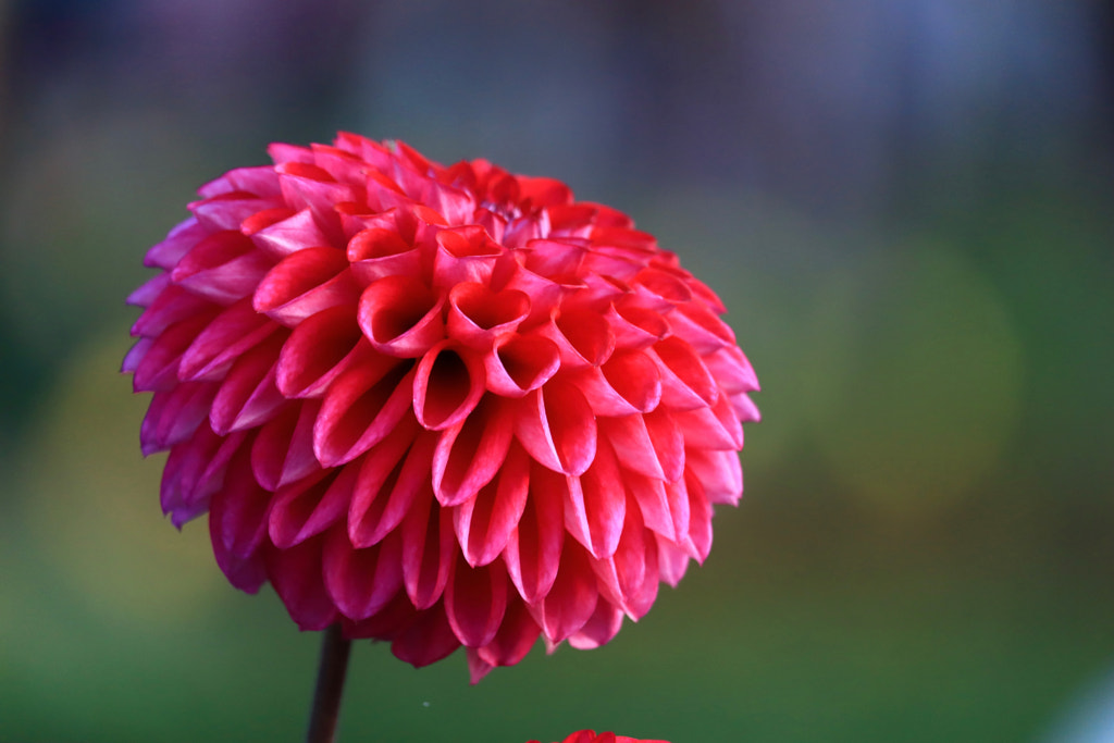 Dahlia by Helen Liao / 500px