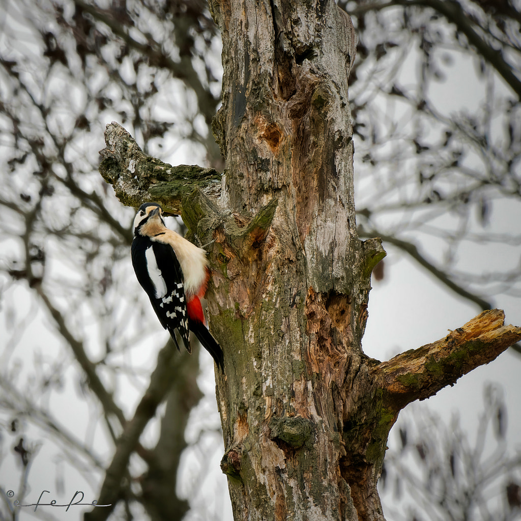 Buntspecht by Frank Paul / 500px