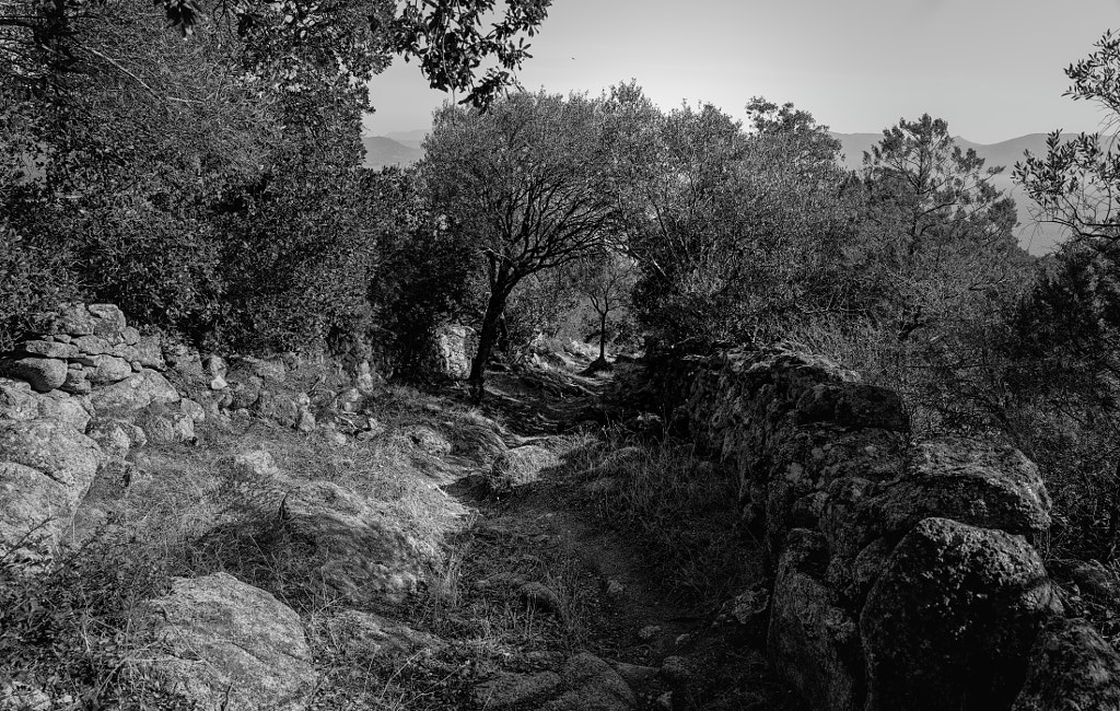 Into the wild... by Christian Delvaux / 500px