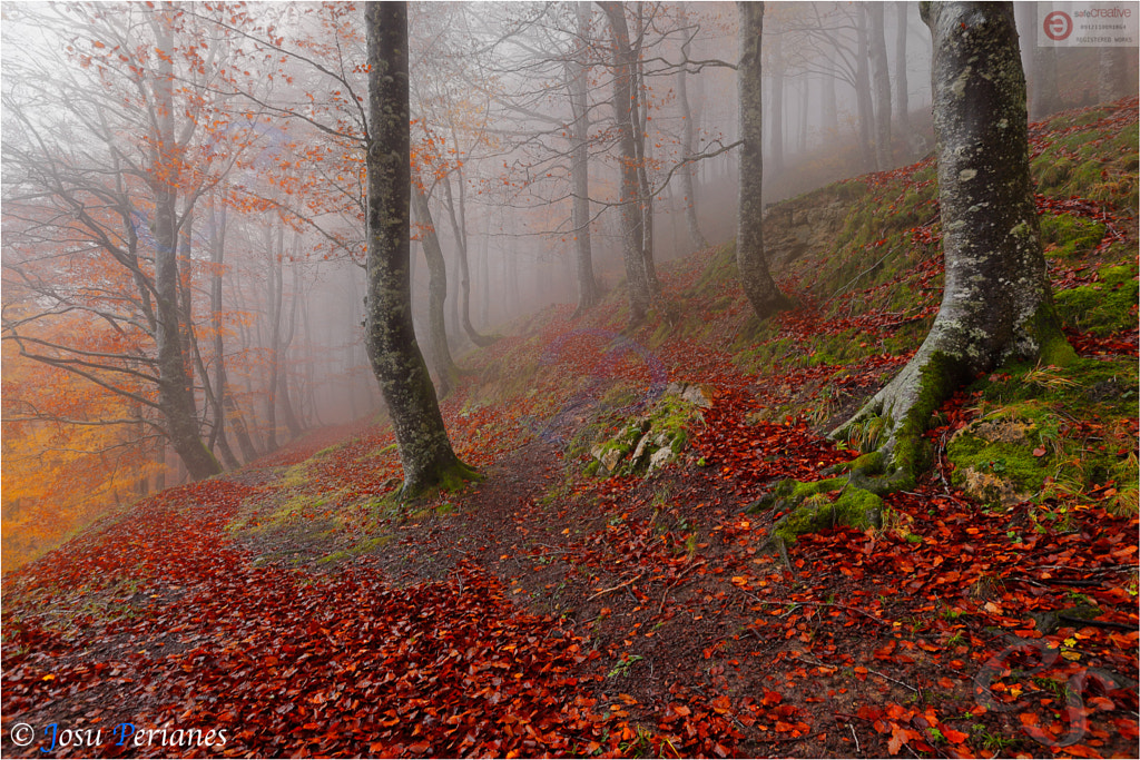El Bosque animado - The animated Forest by Josu Perianes / 500px