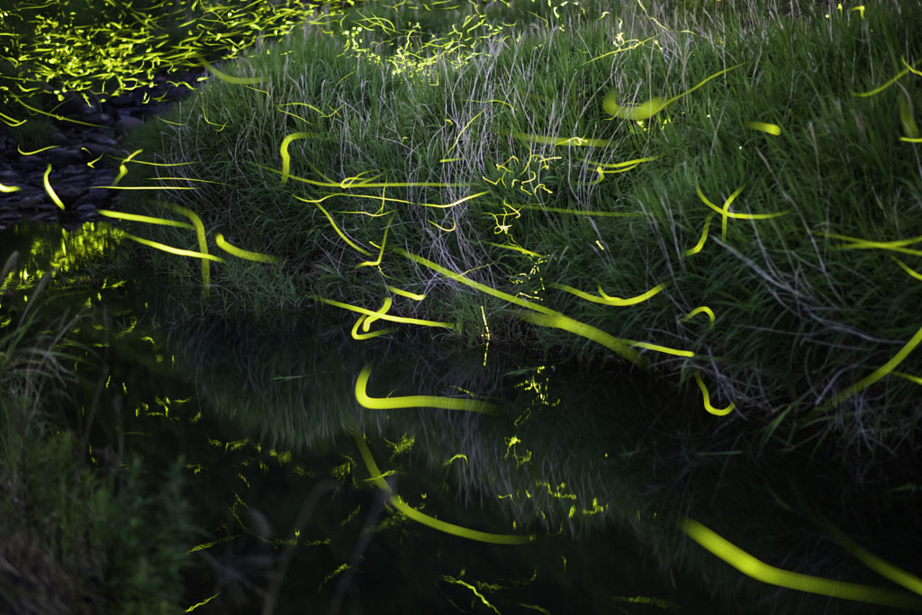 Many fireflies are flying by greenrite sunrize / 500px