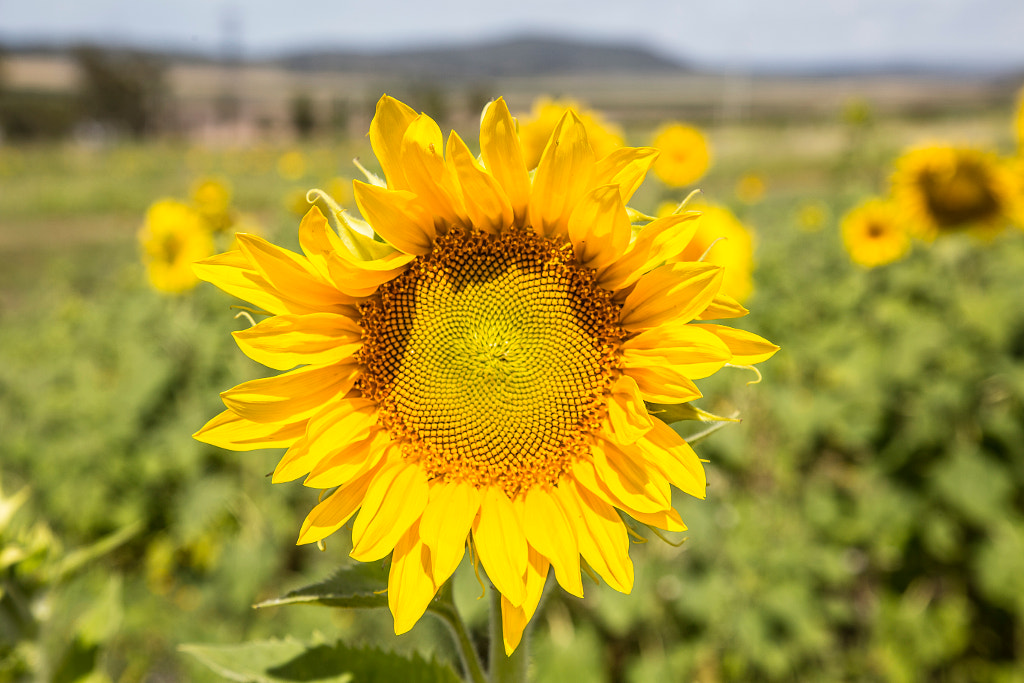 Summer Flower by Hema Nagaraj / 500px