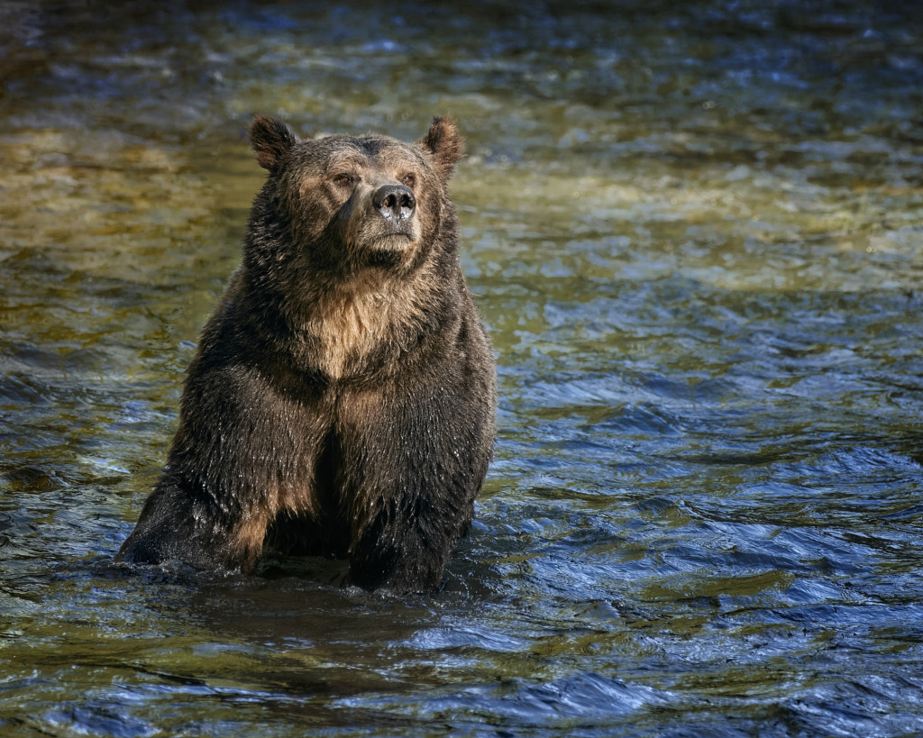 Grizzly by Andrew Wasik / 500px