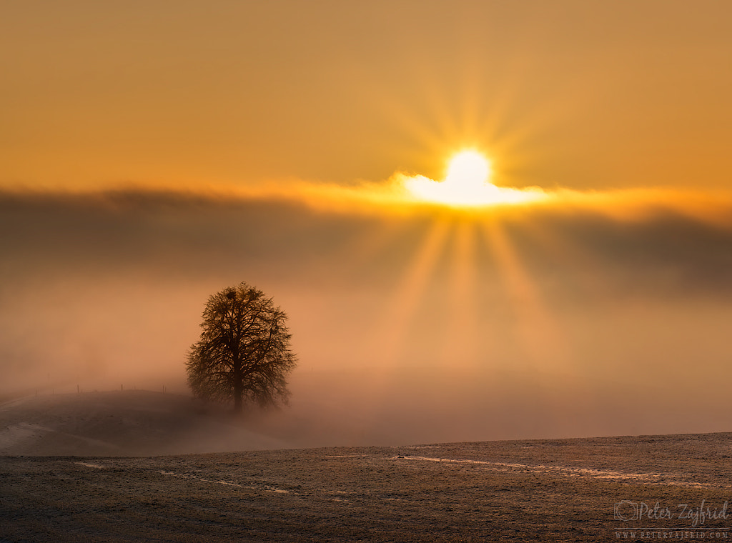In the morning sun by Peter Zajfrid / 500px