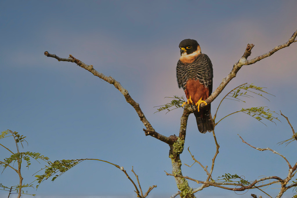 Bat Falcon in the early morning light. by Boris Droutman / 500px