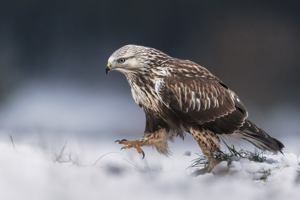 Rough legged buzzard by Paweł Kawecki / 500px