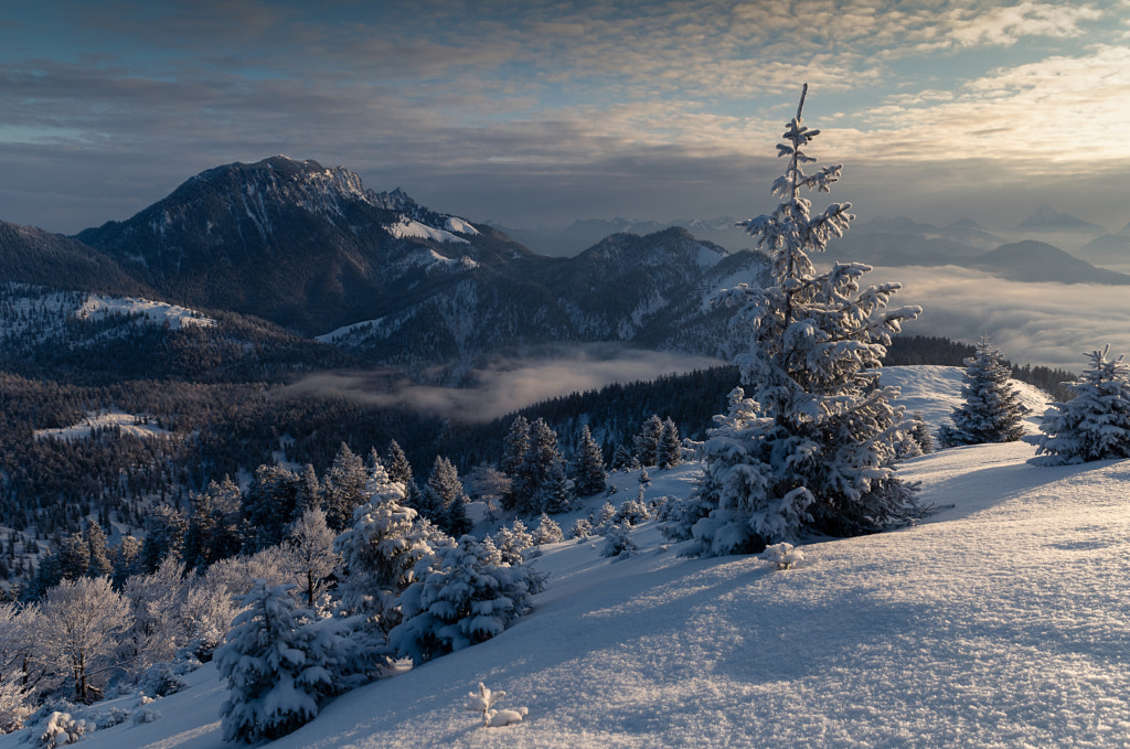 Christmas tree... by Tom / 500px