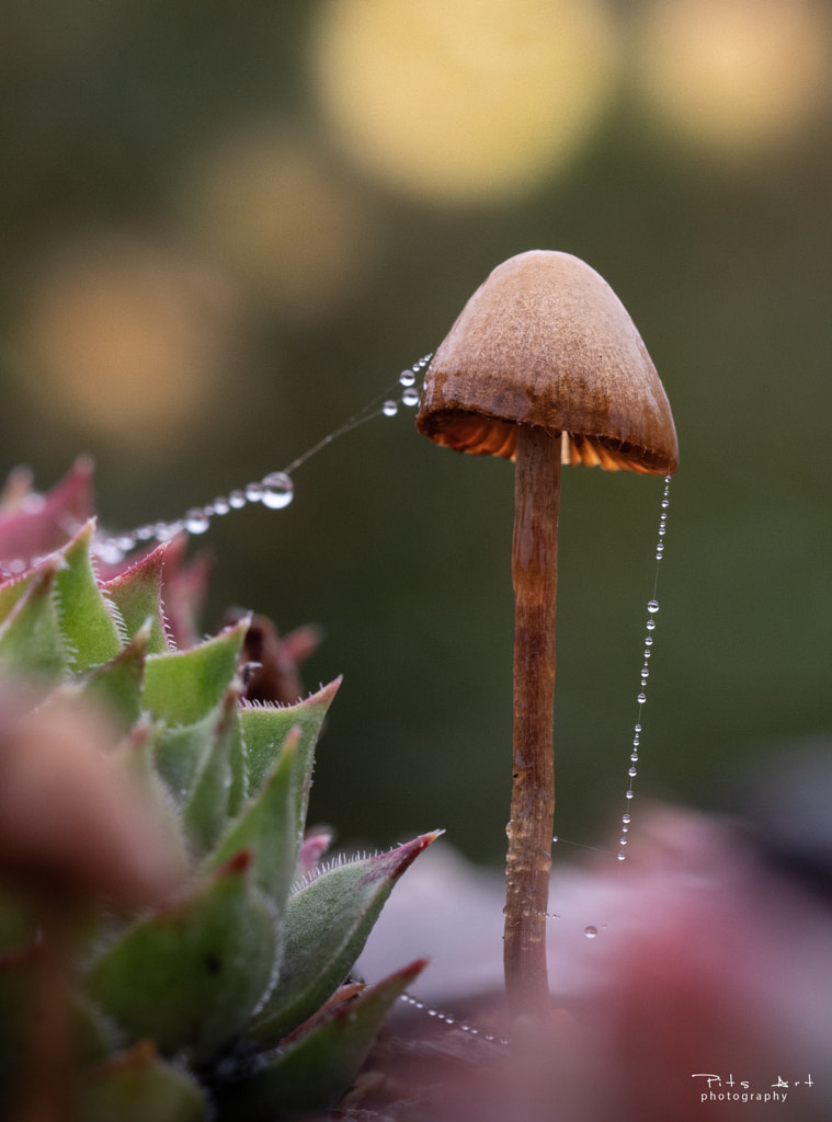 mini mushroom growing on my bird house by pitsfotos / 500px