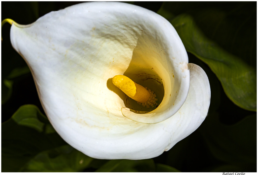 FLORES by Rafael Coello / 500px