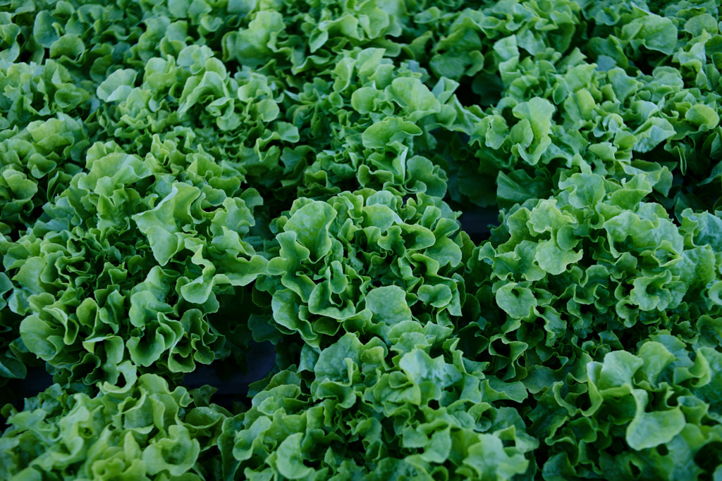 Fresh organic green oak lettuce growing on a natural farm by Anucha Muphasa / 500px