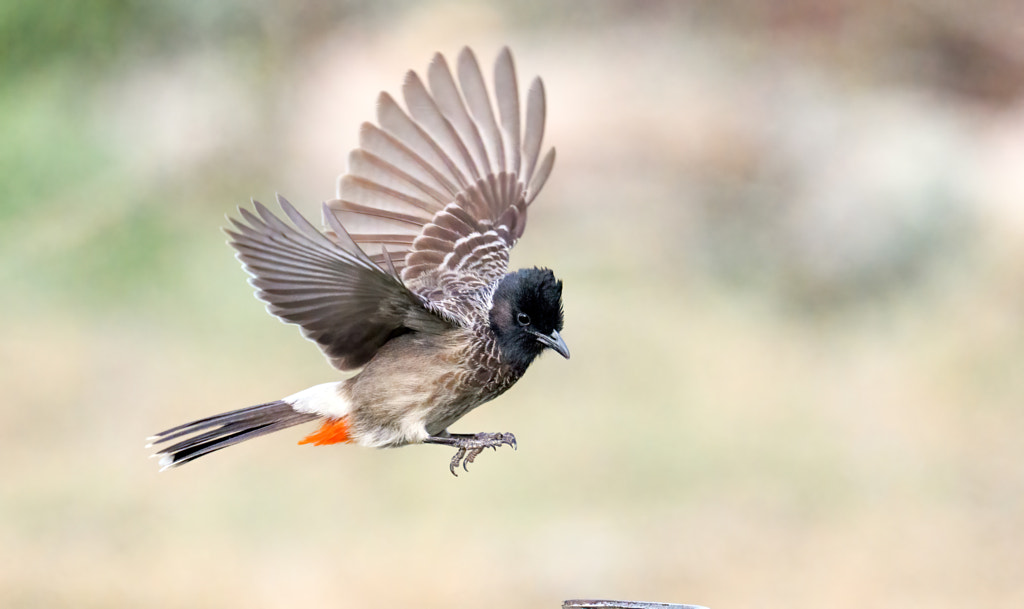 Close-up of Bulbul flying outdoors by alimirpur / 500px