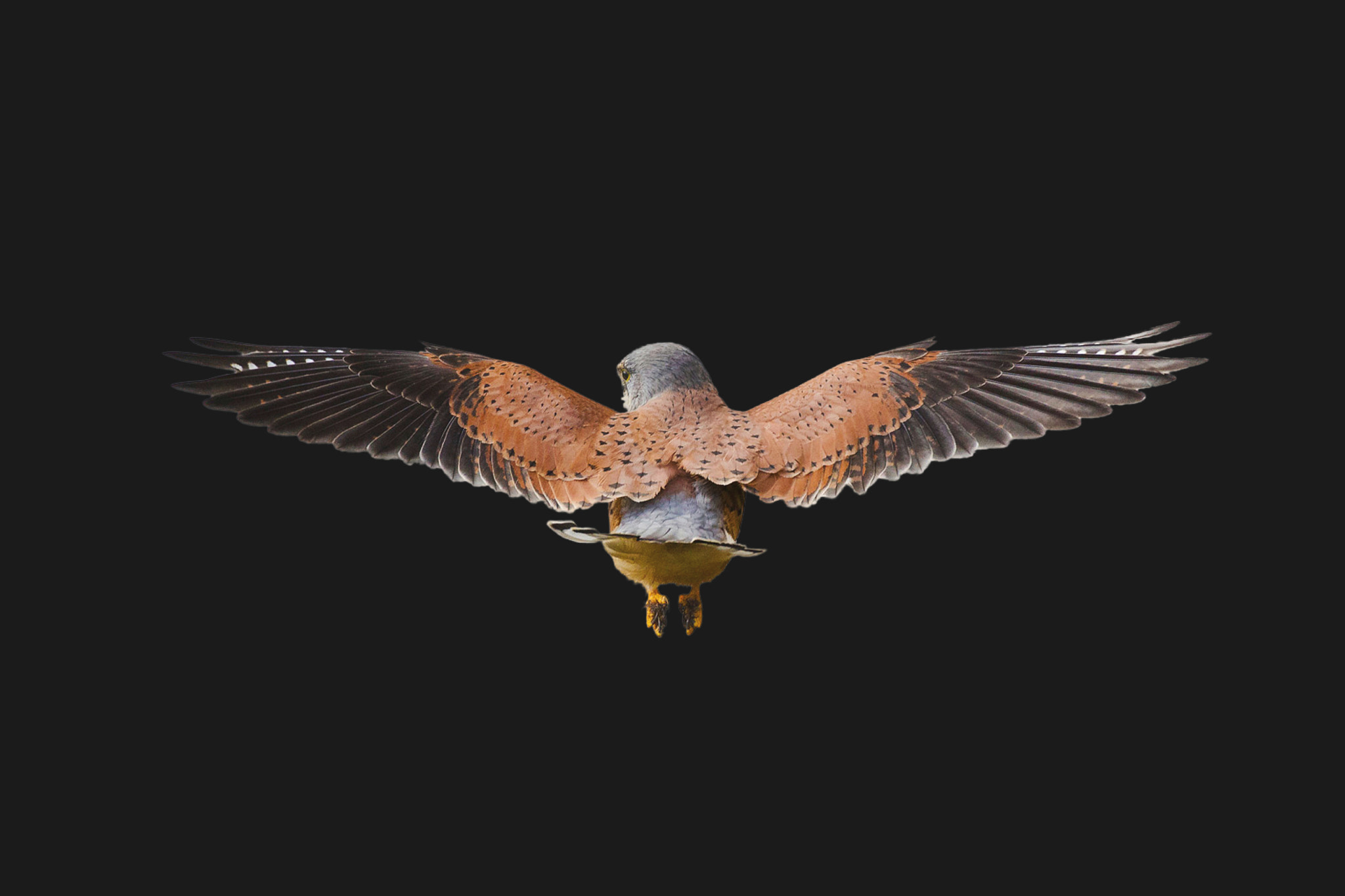 Close-up of bird flying against black background by Bert Seinstra / 500px
