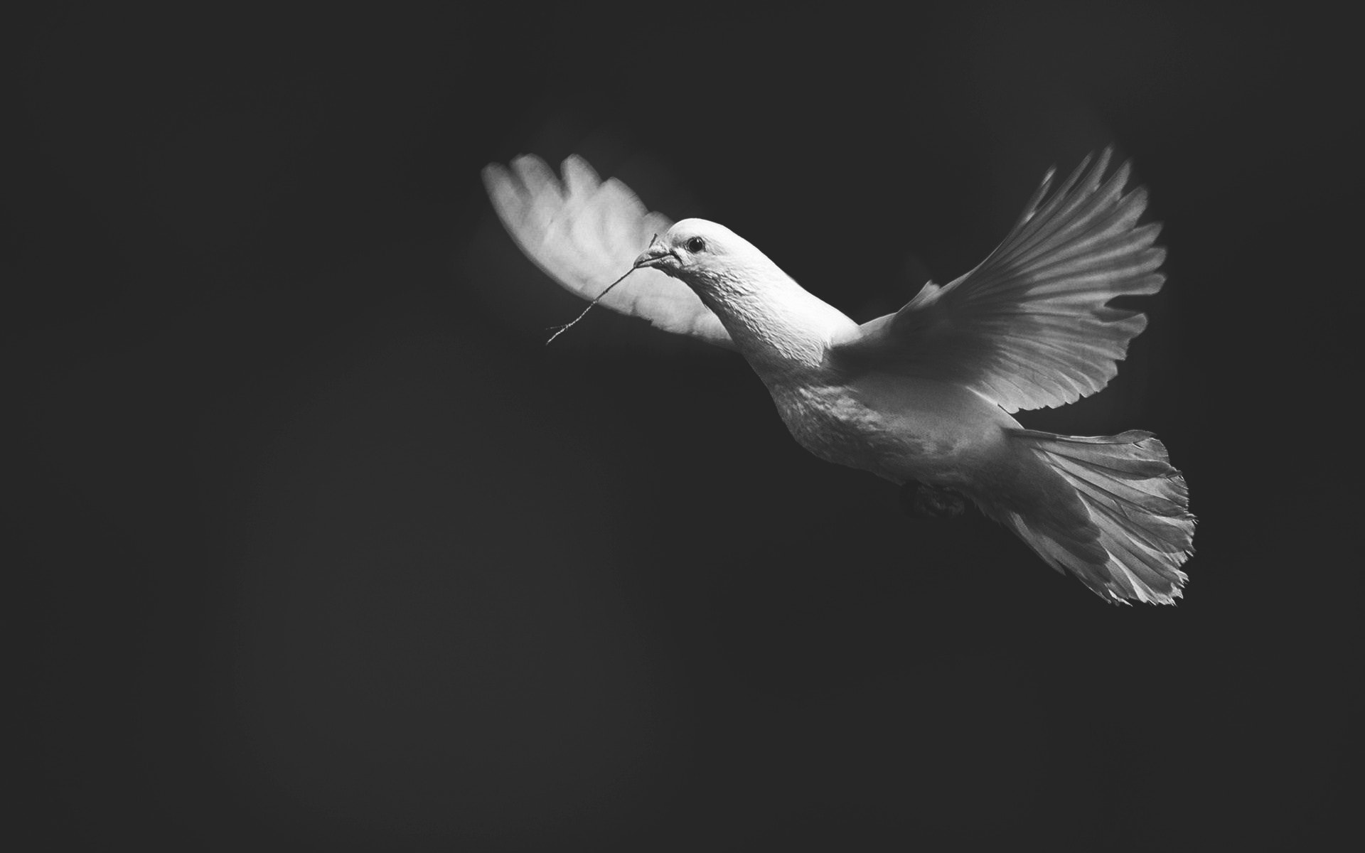 Low angle view of bird flying against sky by Bert Seinstra / 500px