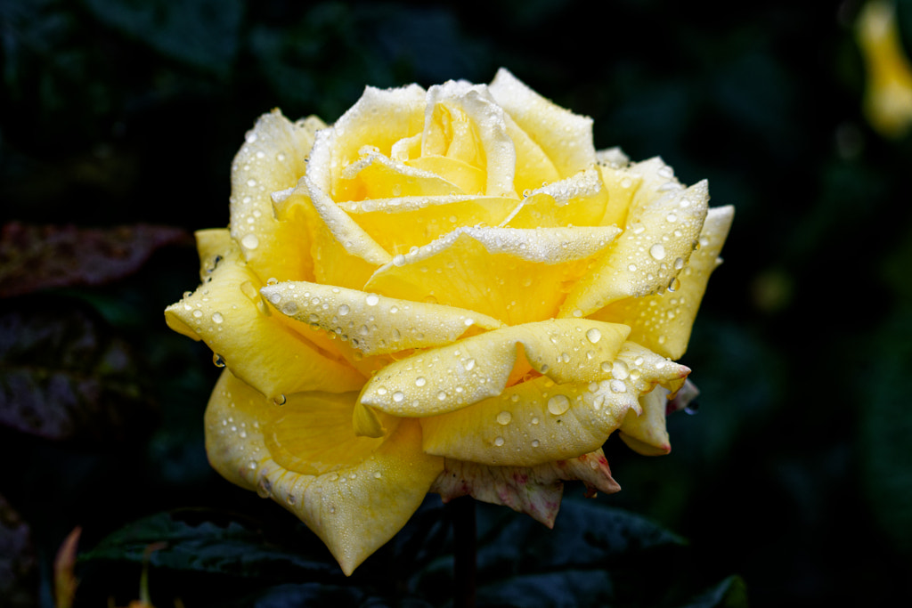 Rose 'Frilly Jilly' by Graeme Scott / 500px