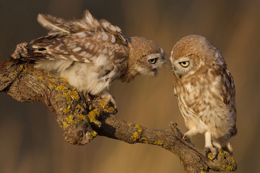 Close-up of owls perching on branch by David Manusevitch / 500px