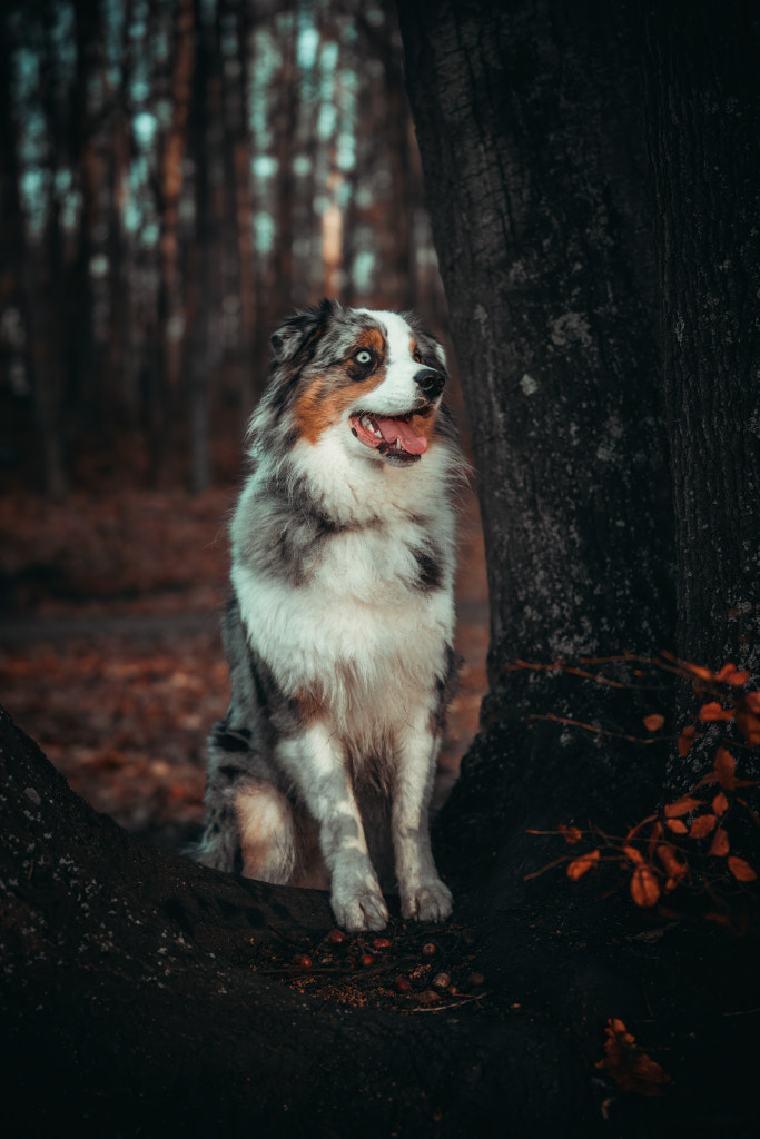 Odin by Robert Edlich / 500px